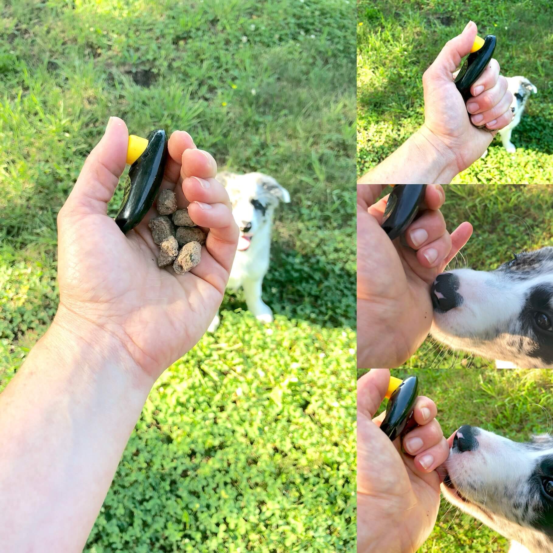Delivering treats with your clicker hand | Hannah Branigan – Wonderpups ...